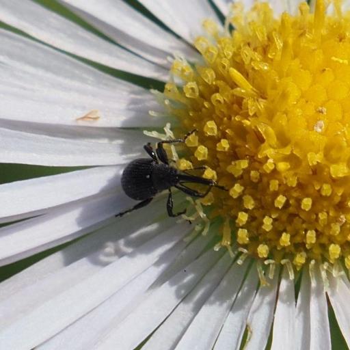 Strawberry Blossom Weevil (Anthonomus Rubi) Insect Identification Guide ...