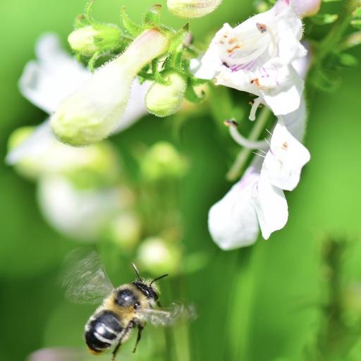Orange-Tipped Wood-Digger (Anthophora Terminalis) Insect Identification ...