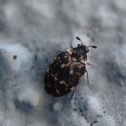 Museum Beetle (Anthrenus Museorum) Insect Identification Guide, Habitat ...