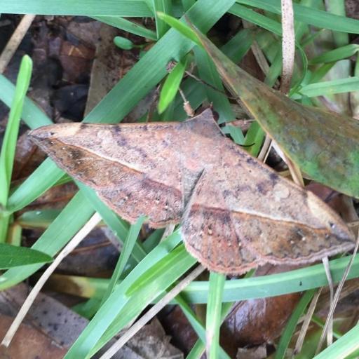 Angled Sunbeam (Curetis Acuta) Insect Identification Guide, Habitat & Facts