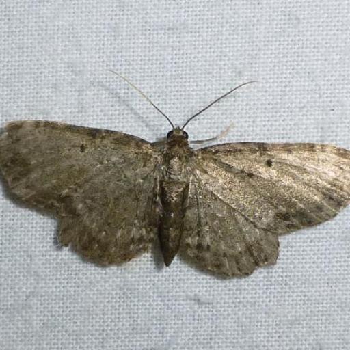 Dentated Pug (Anticollix Sparsata) Insect Identification Guide, Habitat ...