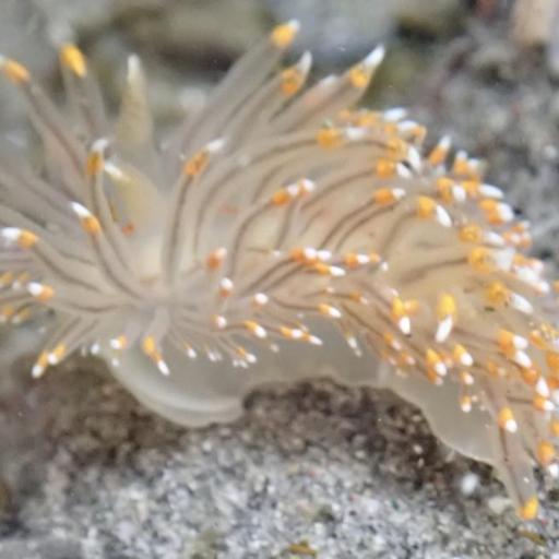 Sahara Ants And Allies (Cataglyphis) Insect Identification Guide ...