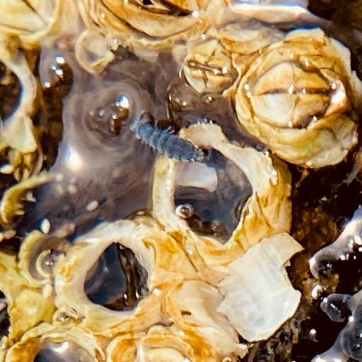 Seashore Springtail (Anurida Maritima) Insect Identification Guide ...