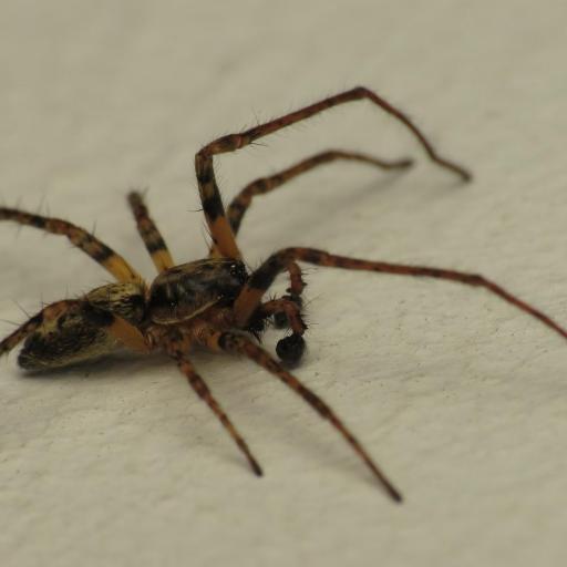 Acorn Weevil (Curculio Glandium) Insect Identification Guide, Habitat ...