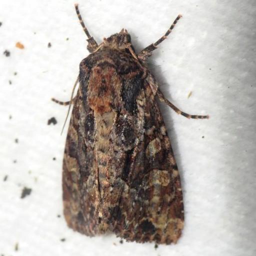 Dusky Brocade And Allies (Apamea Remissa) Insect Identification Guide ...