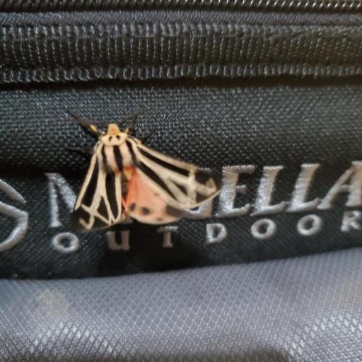 Harnessed Tiger Moth (Apantesis Phalerata) Insect Identification Guide ...