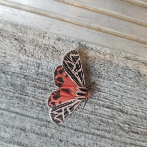 Apantesis Insect Identification Guide, Habitat & Facts