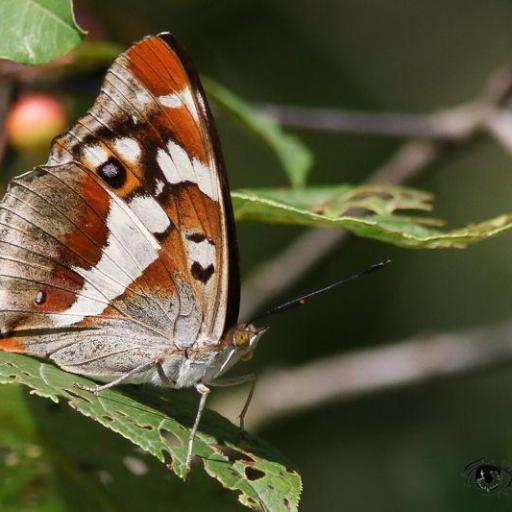 Purple Emperor (Apatura Iris) Insect Identification Guide, Habitat & Facts
