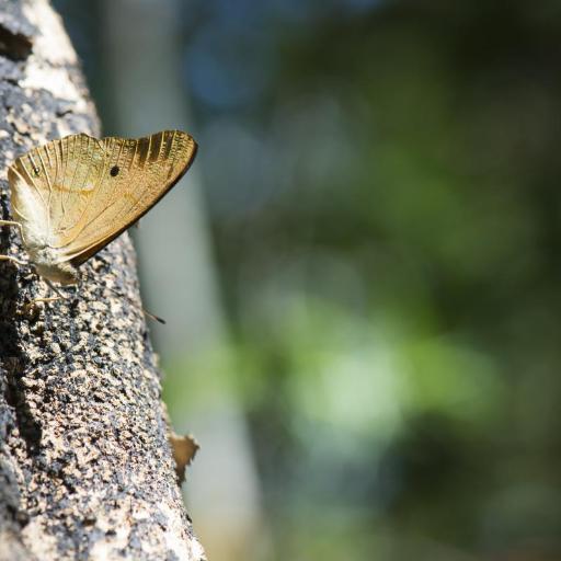 Apatura Ulupi Insect Identification Guide, Habitat & Facts