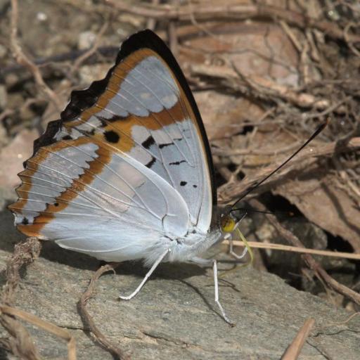 Purple Emperors (Apatura) Insect Identification Guide, Habitat & Facts