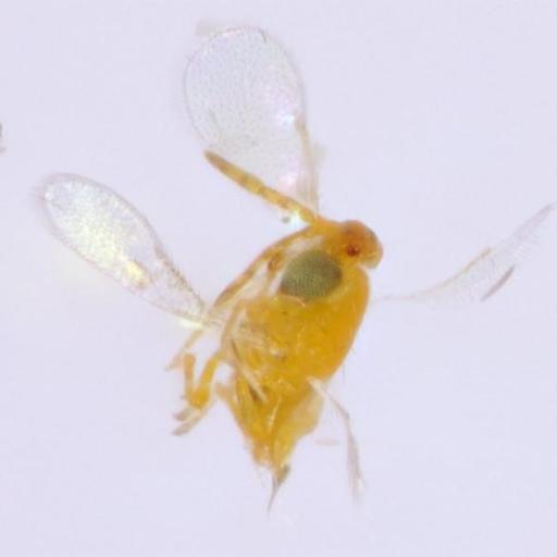 Aphelinidae Insect Identification Guide, Habitat & Facts