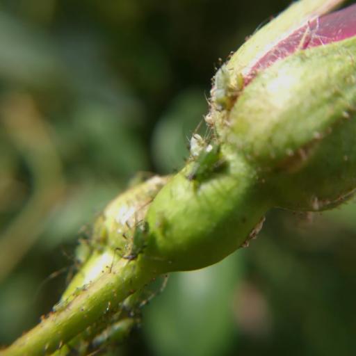 Aphis Rosa-suaveolens Insect Identification Guide, Habitat & Facts