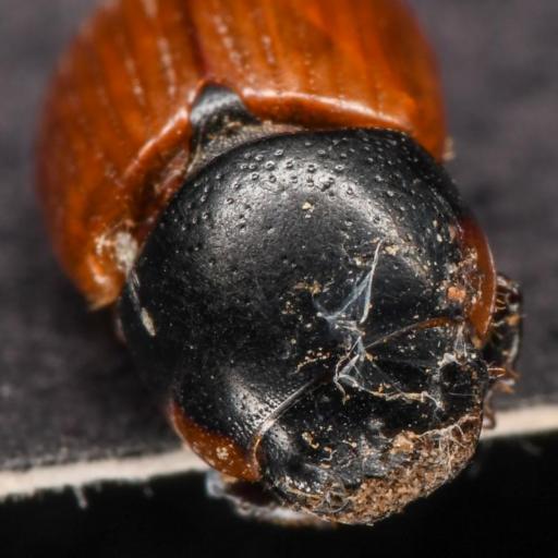European Dung Beetle (Aphodius Fimetarius) Insect Identification Guide ...