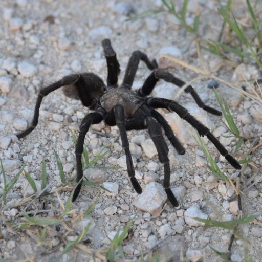 Baphomet Moth (Creatonotos Gangis) Insect Identification Guide, Habitat ...