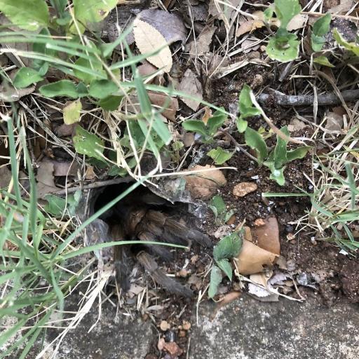 Feather-winged Beetles (Ptiliidae) Insect Identification Guide, Habitat ...