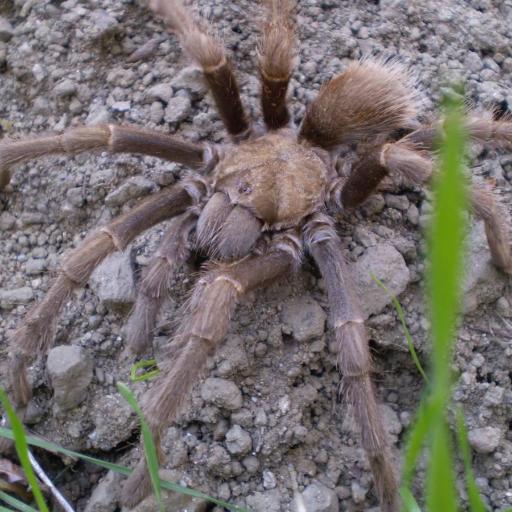 Desert Tarantula (Aphonopelma Iodius) Insect Identification Guide ...