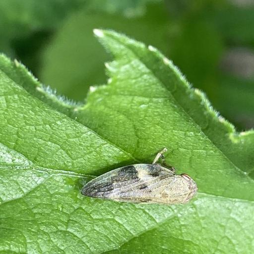 Alder Spittlebug (Aphrophora Alni) Insect Identification Guide, Habitat ...