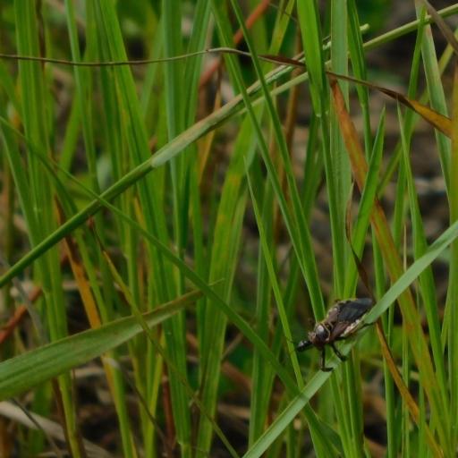 Bee Assassins (Apiomerus) Insect Identification Guide, Habitat & Facts