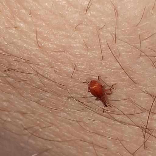 Cheese Skipper Flies And Allies (Piophilidae) Insect Identification ...