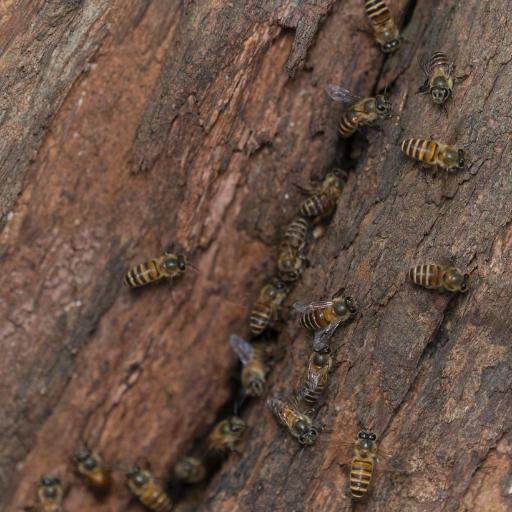 Asian Honey Bee (Apis Cerana) Insect Identification Guide, Habitat & Facts