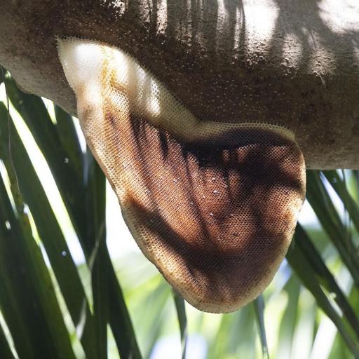 Giant Honey Bee (Apis Dorsata) Insect Identification Guide, Habitat & Facts