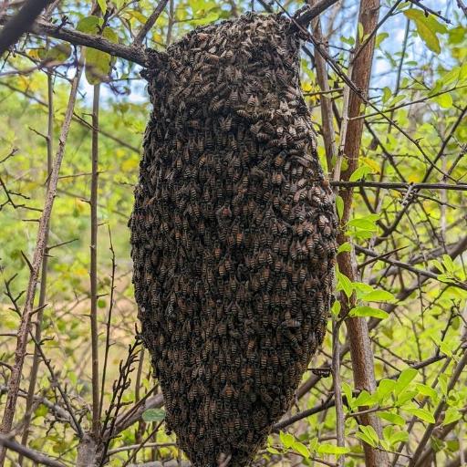 Red Dwarf Honey Bee (Apis Florea) Insect Identification Guide, Habitat ...