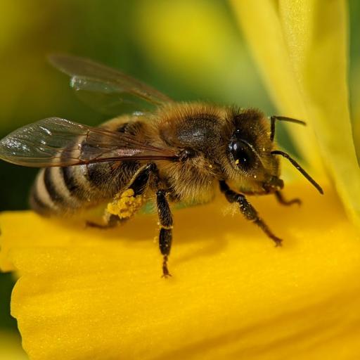 Western Honey Bee (Apis Mellifera) Insect Identification Guide, Habitat ...