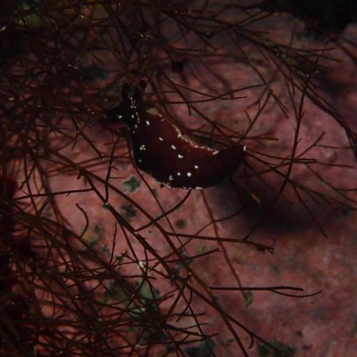 Spotted Seahare (Aplysia Punctata) Insect Identification Guide, Habitat ...