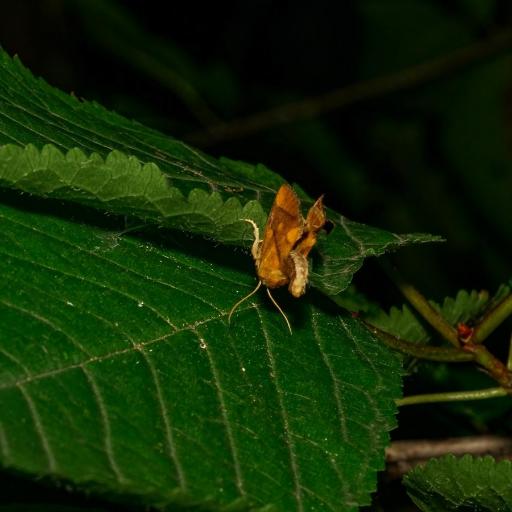 Baphomet Moth (Creatonotos Gangis) Insect Identification Guide, Habitat ...