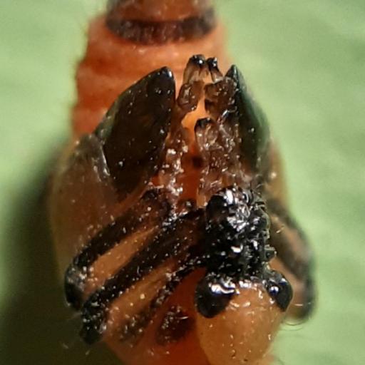 Hazel Leaf-roller Weevil (Apoderus Coryli) Insect Identification Guide ...