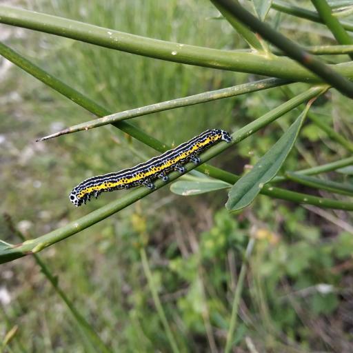 Apopestes Spectrum Insect Identification Guide, Habitat & Facts