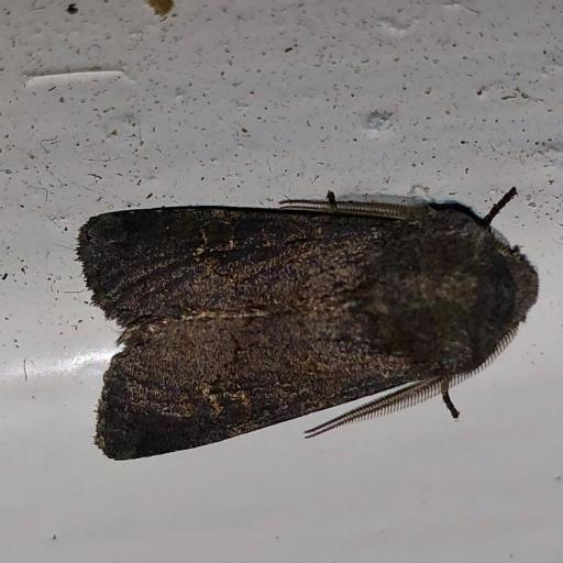 Deep-Brown Dart (Aporophyla Lutulenta) Insect Identification Guide ...