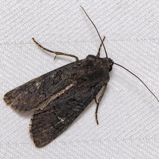 Black Rustic (Aporophyla Nigra) Insect Identification Guide, Habitat ...