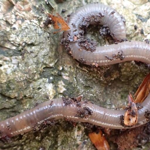 Green Lynx Spider (Peucetia Viridans) Insect Identification Guide ...