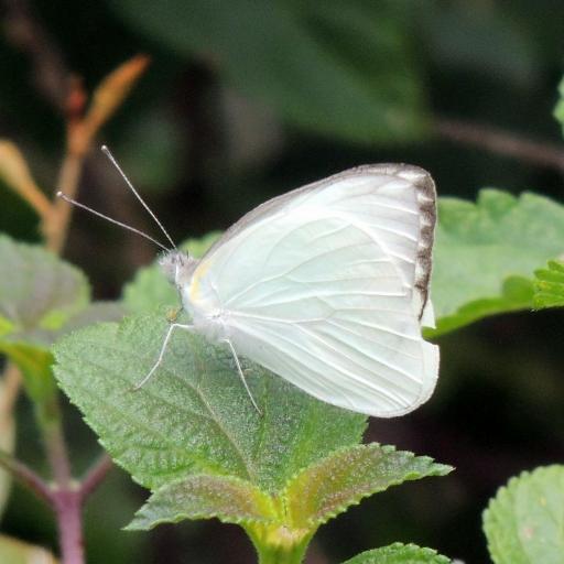 Striped Albatross (Appias Libythea) Insect Identification Guide ...