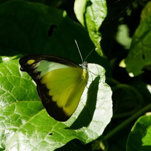 Chocolate Albatross (Appias Lyncida) Insect Identification Guide ...