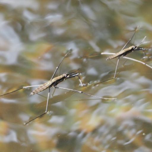 River Skater (Aquarius Najas) Insect Identification Guide, Habitat & Facts