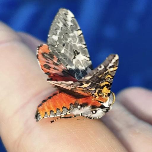 Painted Tiger Moth (Arachnis Picta) Insect Identification Guide, Habitat & Facts