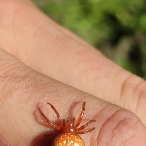 Strawberry Spider (Araneus Alsine) Insect Identification Guide, Habitat ...