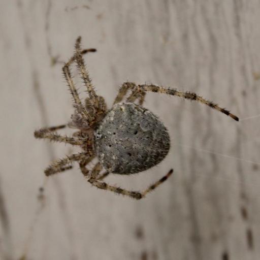 Barn Orbweaver (Araneus Cavaticus) Insect Identification Guide, Habitat ...