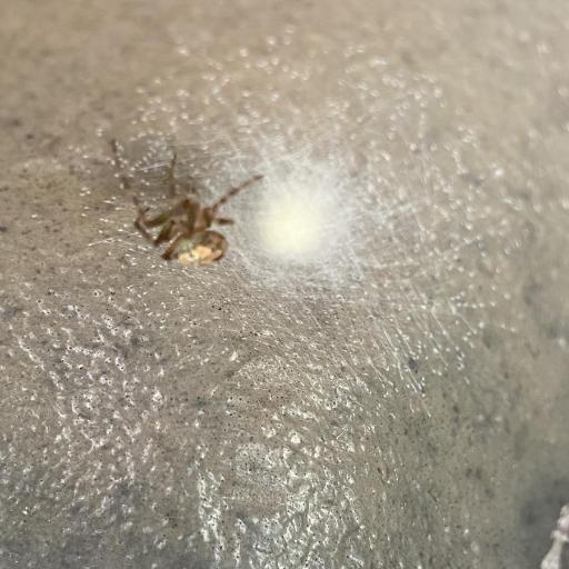 Butterfly Orbweaver (Araneus Pegnia) Insect Identification Guide ...