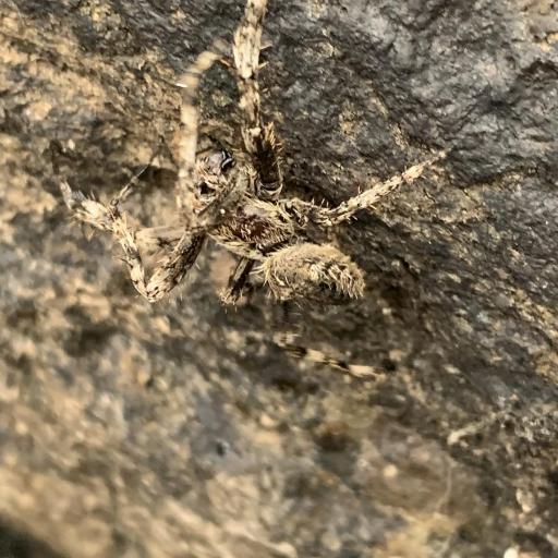 Fierce Orbweaver (Araneus Saevus) Insect Identification Guide, Habitat ...