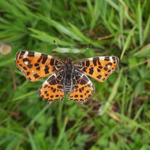 Oriental Latrine Fly (Chrysomya Megacephala) Insect Identification ...
