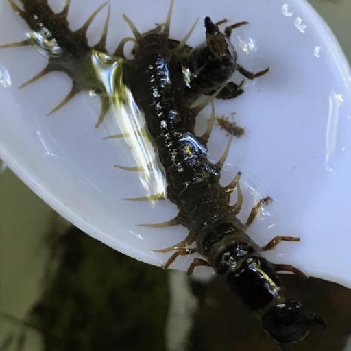 New Zealand Dobsonfly (Archichauliodes Diversus) Insect Identification ...