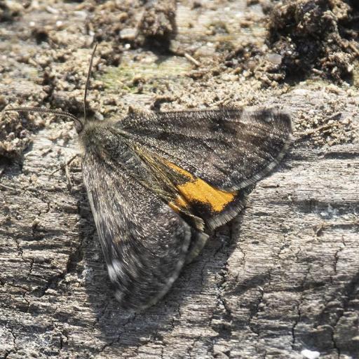 Light Orange Underwing (Archiearis Notha) Insect Identification Guide ...