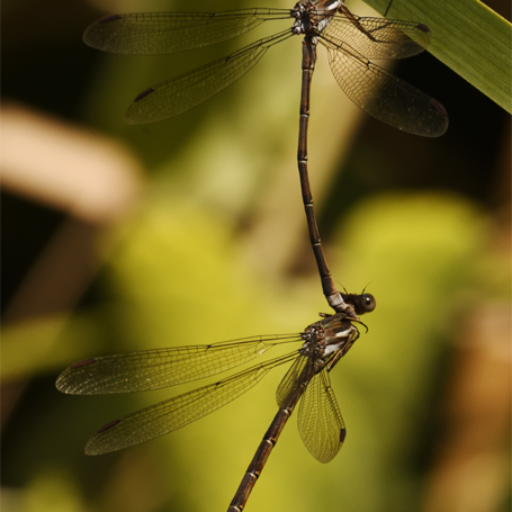 California Spreadwing (Archilestes Californicus) Insect Identification ...