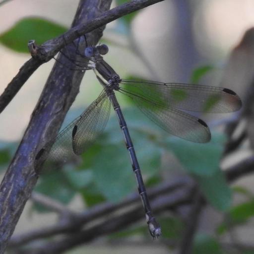 Great Spreadwing (Archilestes Grandis) Insect Identification Guide ...