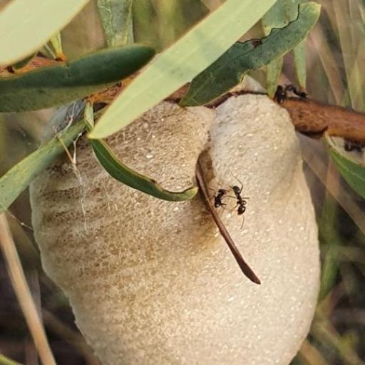 Australian Stick Mantis (Archimantis Latistyla) Insect Identification ...
