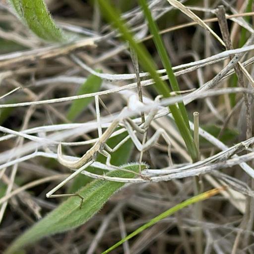 Mallee Grass Mantis (Archimantis Sobrina) Insect Identification Guide ...