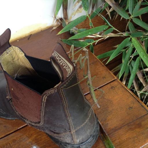 Australian Grass Mantises (Archimantis) Insect Identification Guide ...